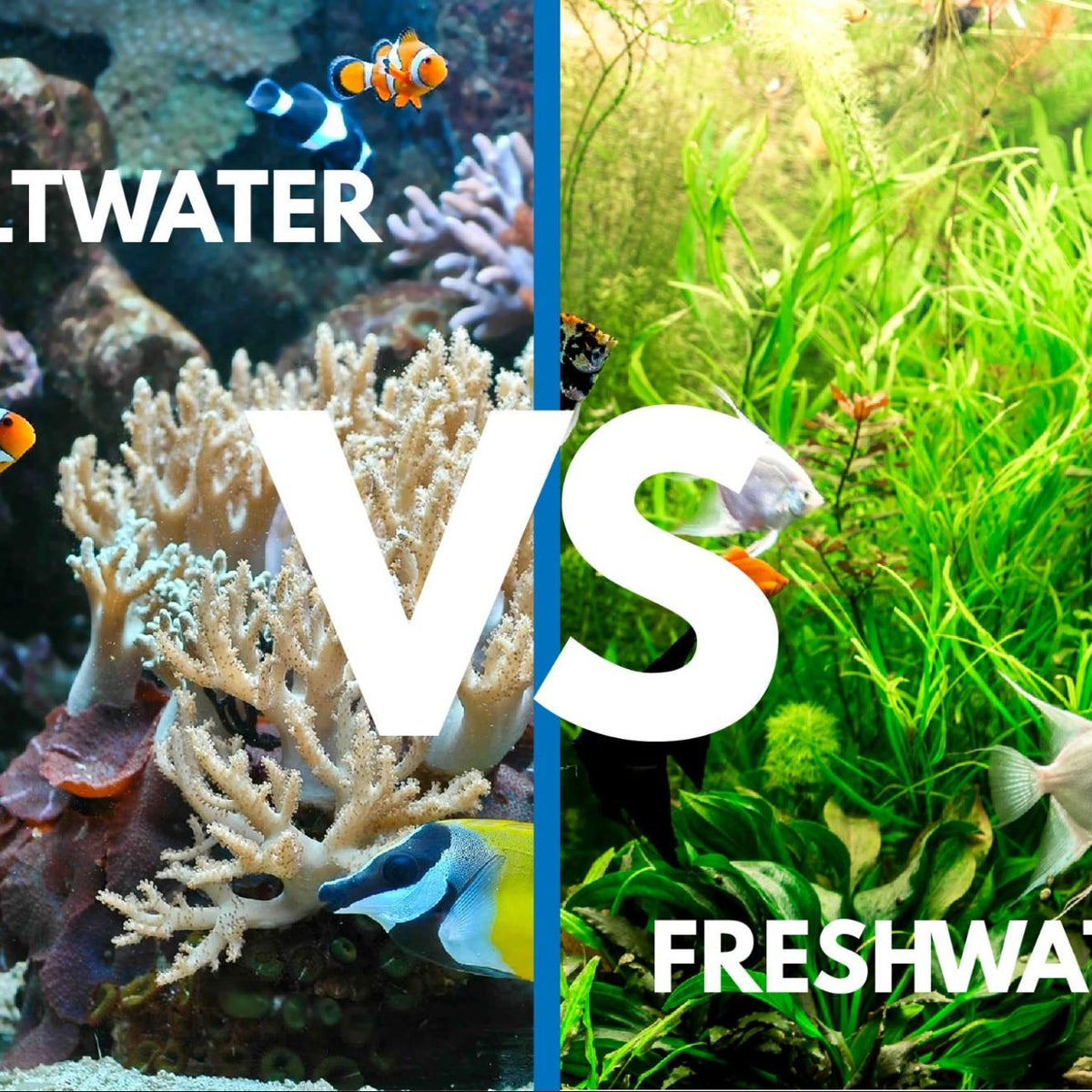 Freshwater Vs Saltwater Aquarium — Which Is Better? – EasternMarine ...