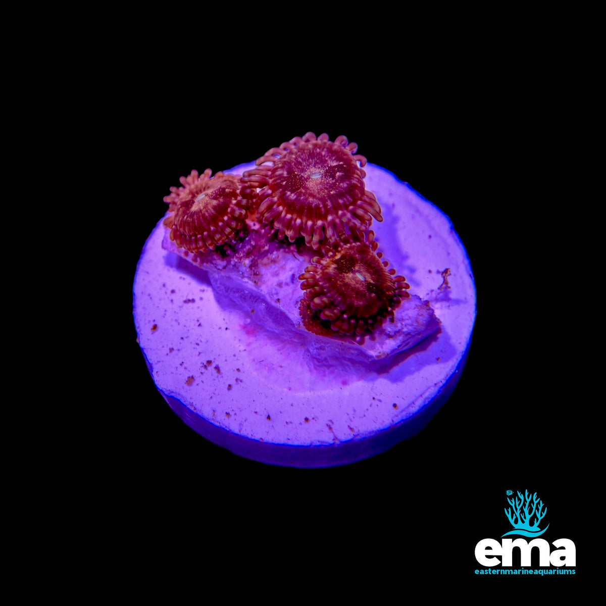 Red Zoanthid – EasternMarine Aquariums