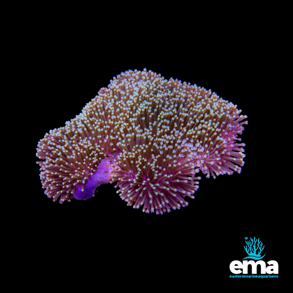 Green Toadstool – EasternMarine Aquariums