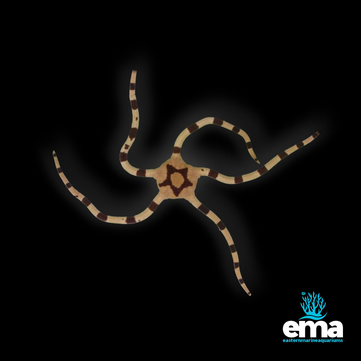 Zebra Brittle Starfish – EasternMarine Aquariums