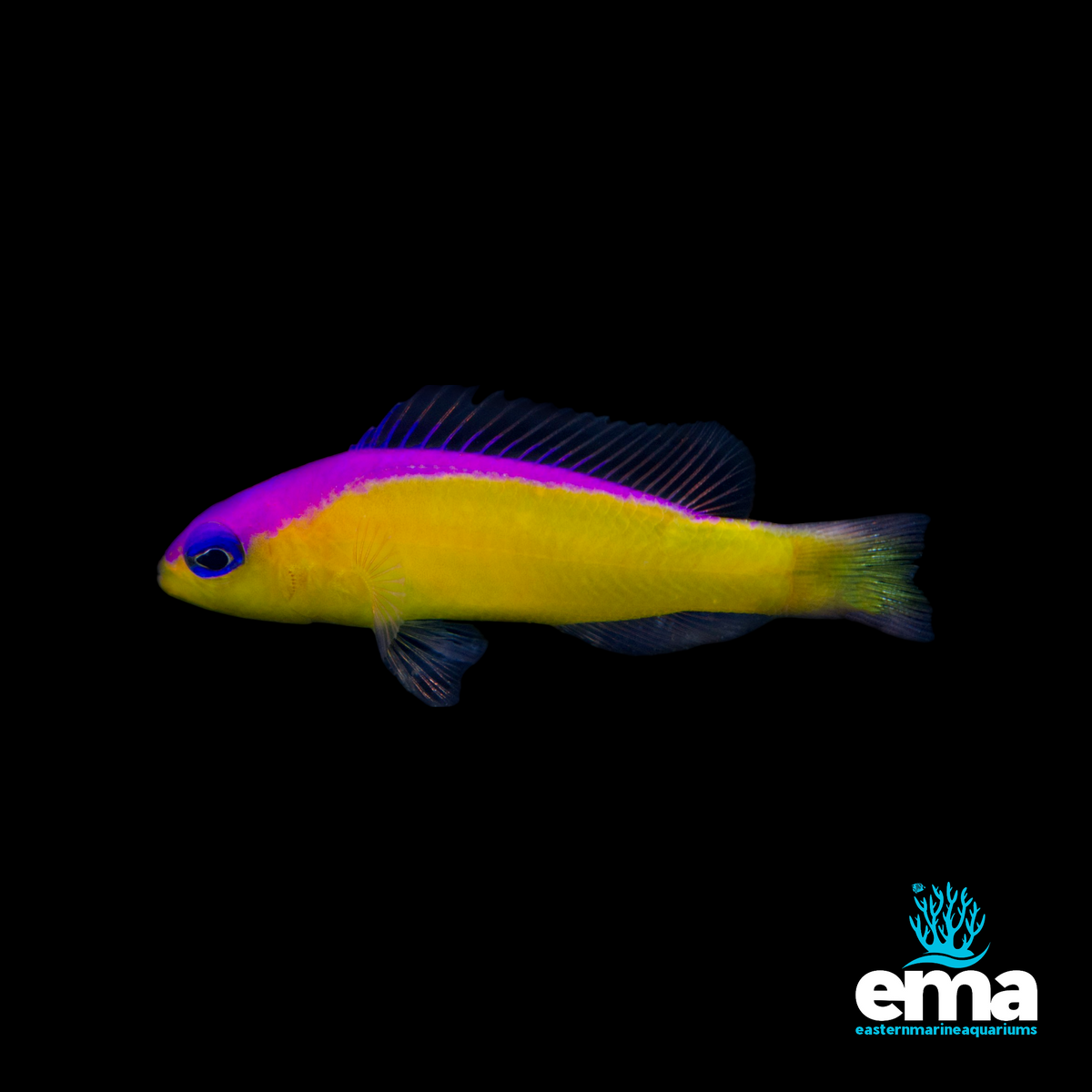 Diadema Dottyback – EasternMarine Aquariums