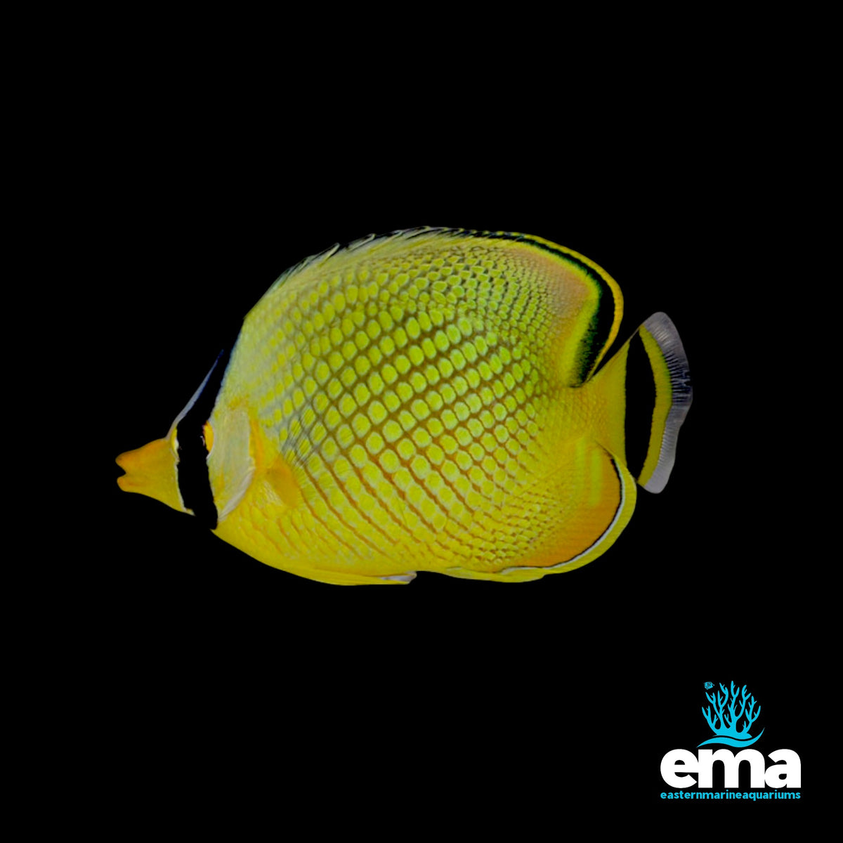 Raffles’ Butterflyfish – EasternMarine Aquariums