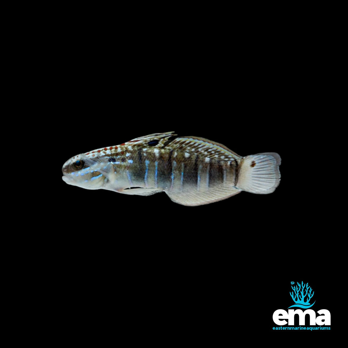 Biota Captive Bred Sleeper Banded Goby – EasternMarine Aquariums