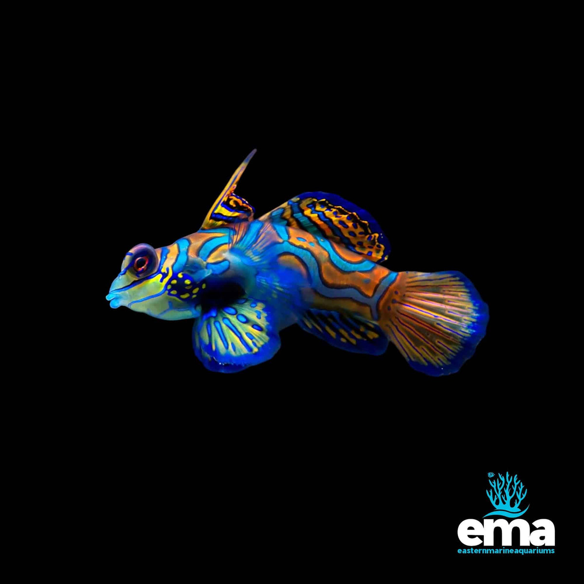 Green Mandarin Dragonet | EasternMarine Aquariums