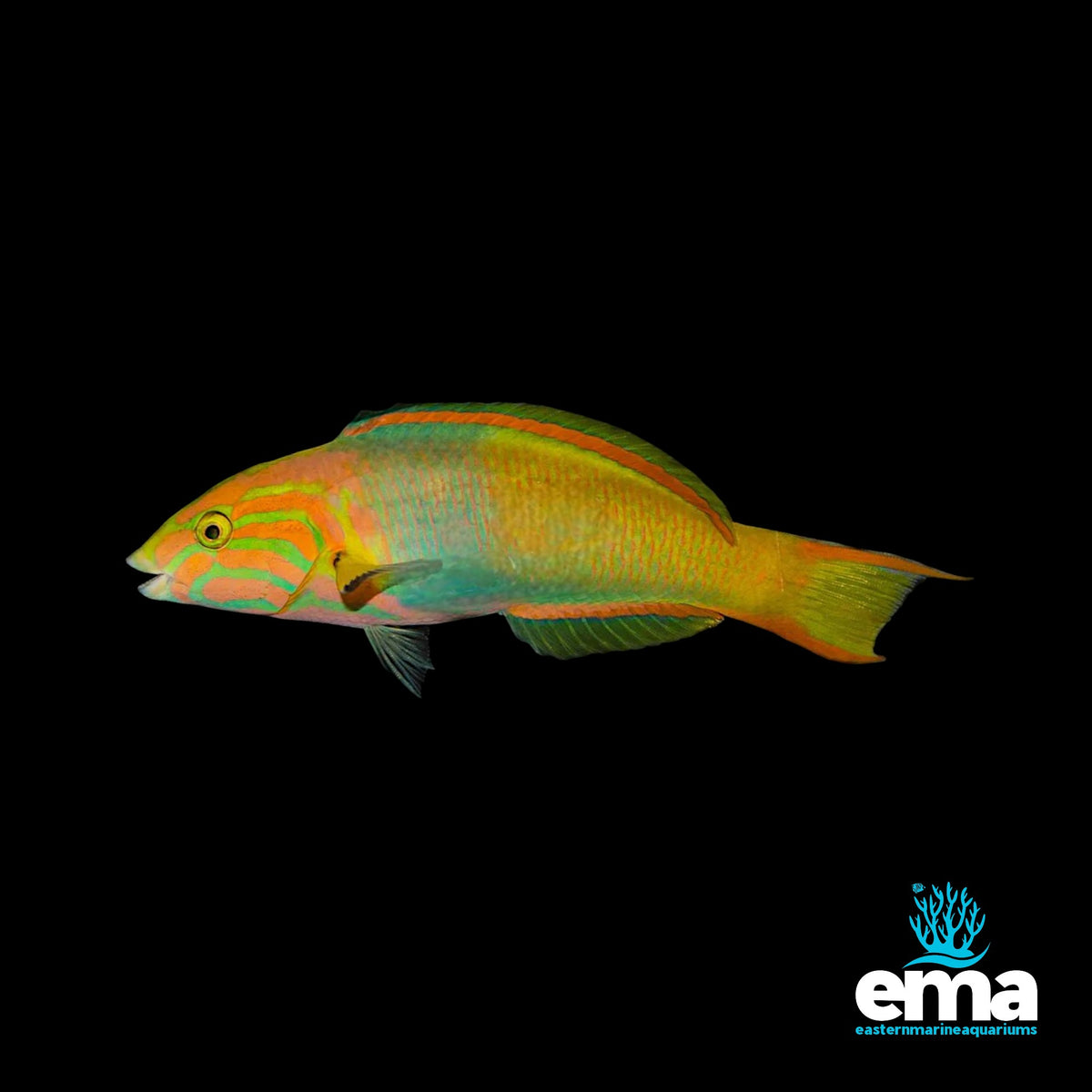 Sunset Wrasse (Male) – EasternMarine Aquariums