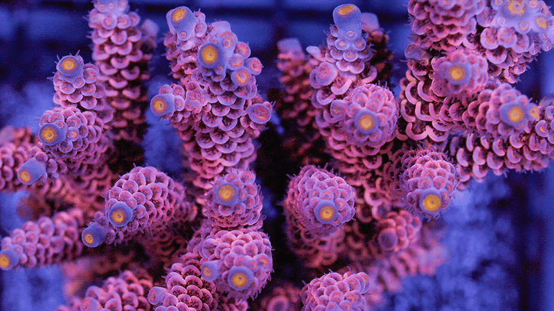 Keeping Acropora: Tips and Tricks for Thriving Acros – EasternMarine ...
