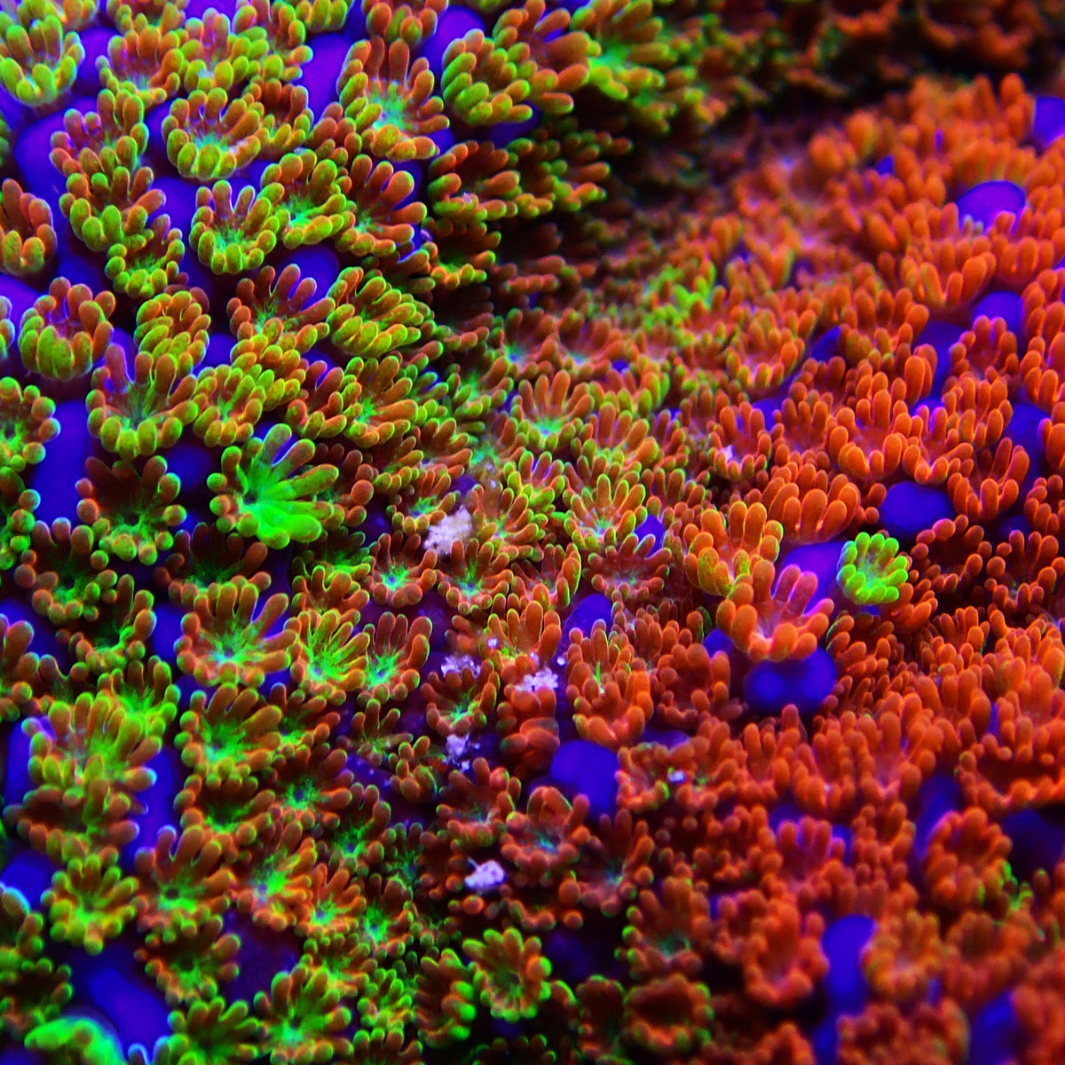 SPS Coral for Sale NZ | EasternMarine Aquariums