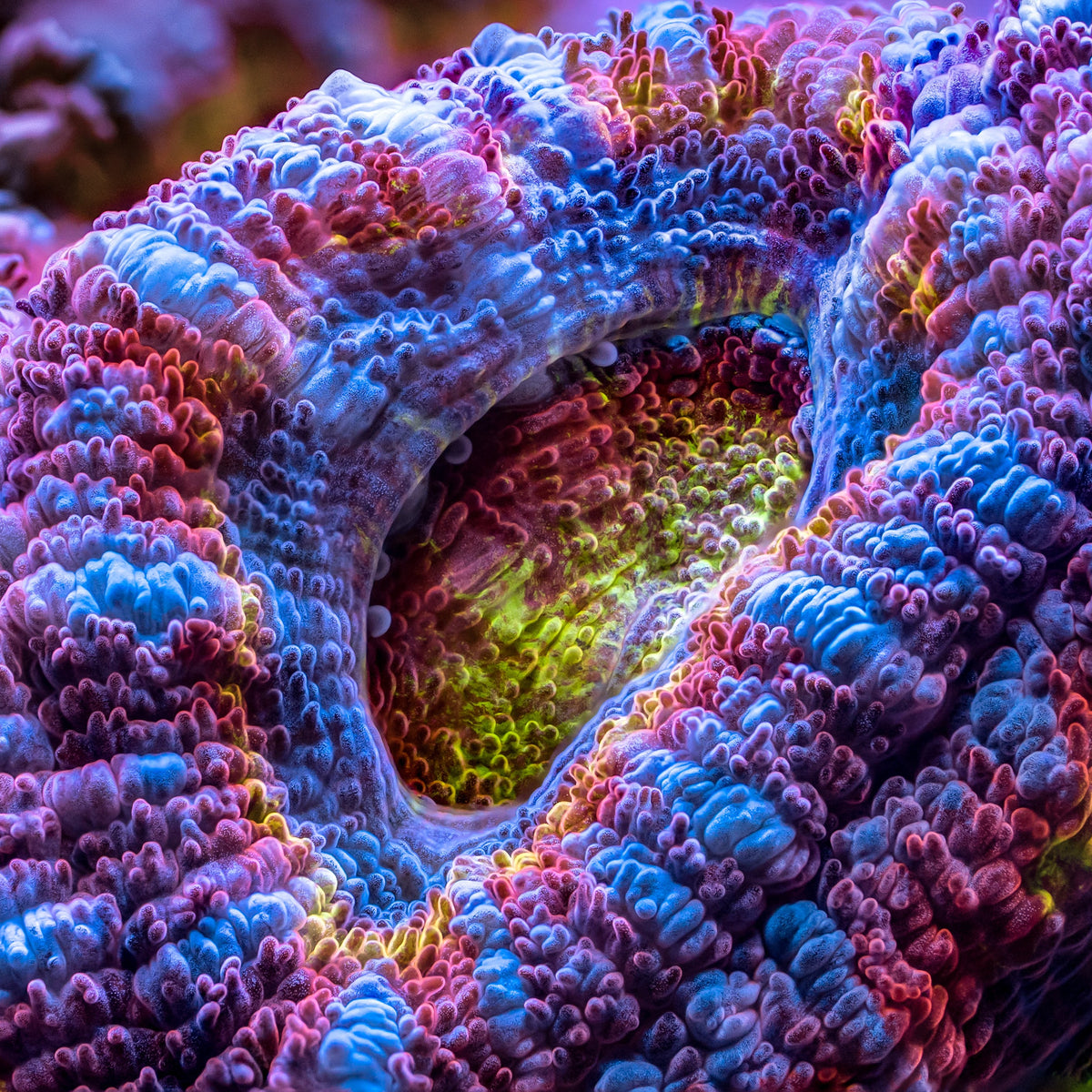 LPS Coral for Sale NZ | Eastern Marine Aquariums – EasternMarine Aquariums