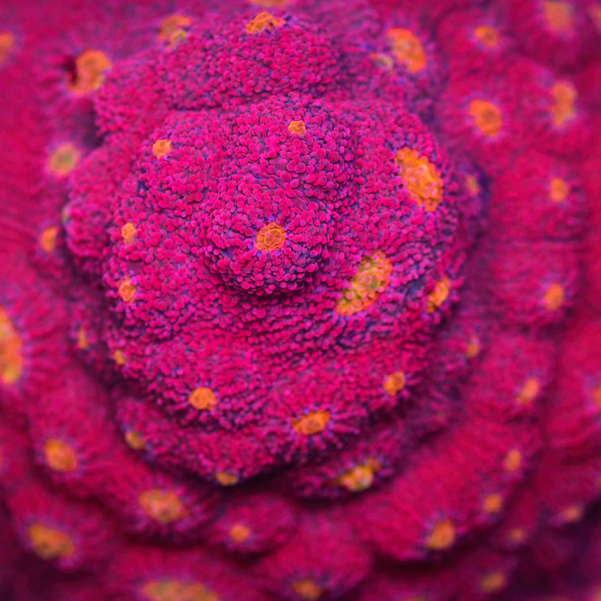 Live Coral Frags NZ | EasternMarine Aquariums