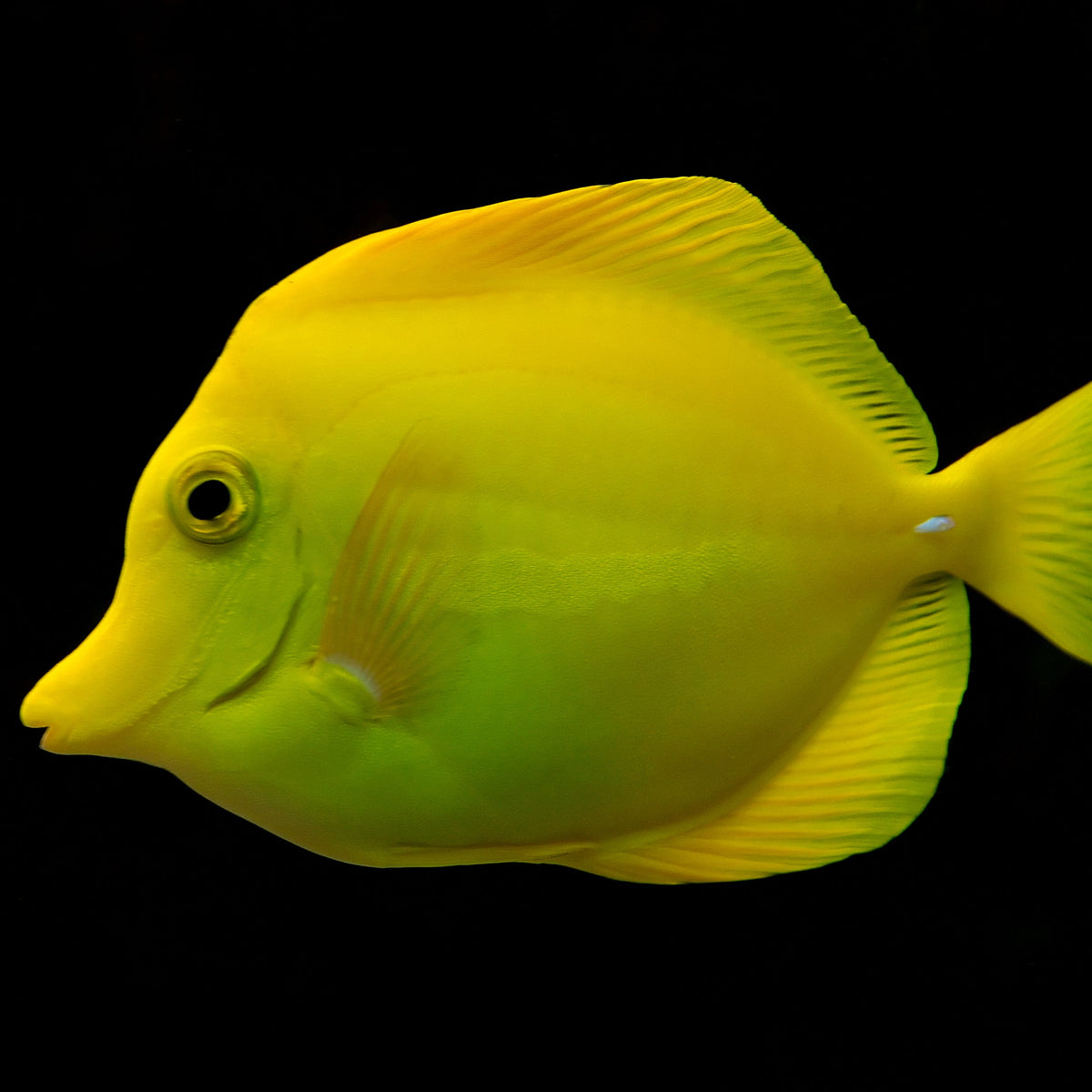 Biota Captive Bred Fish – EasternMarine Aquariums