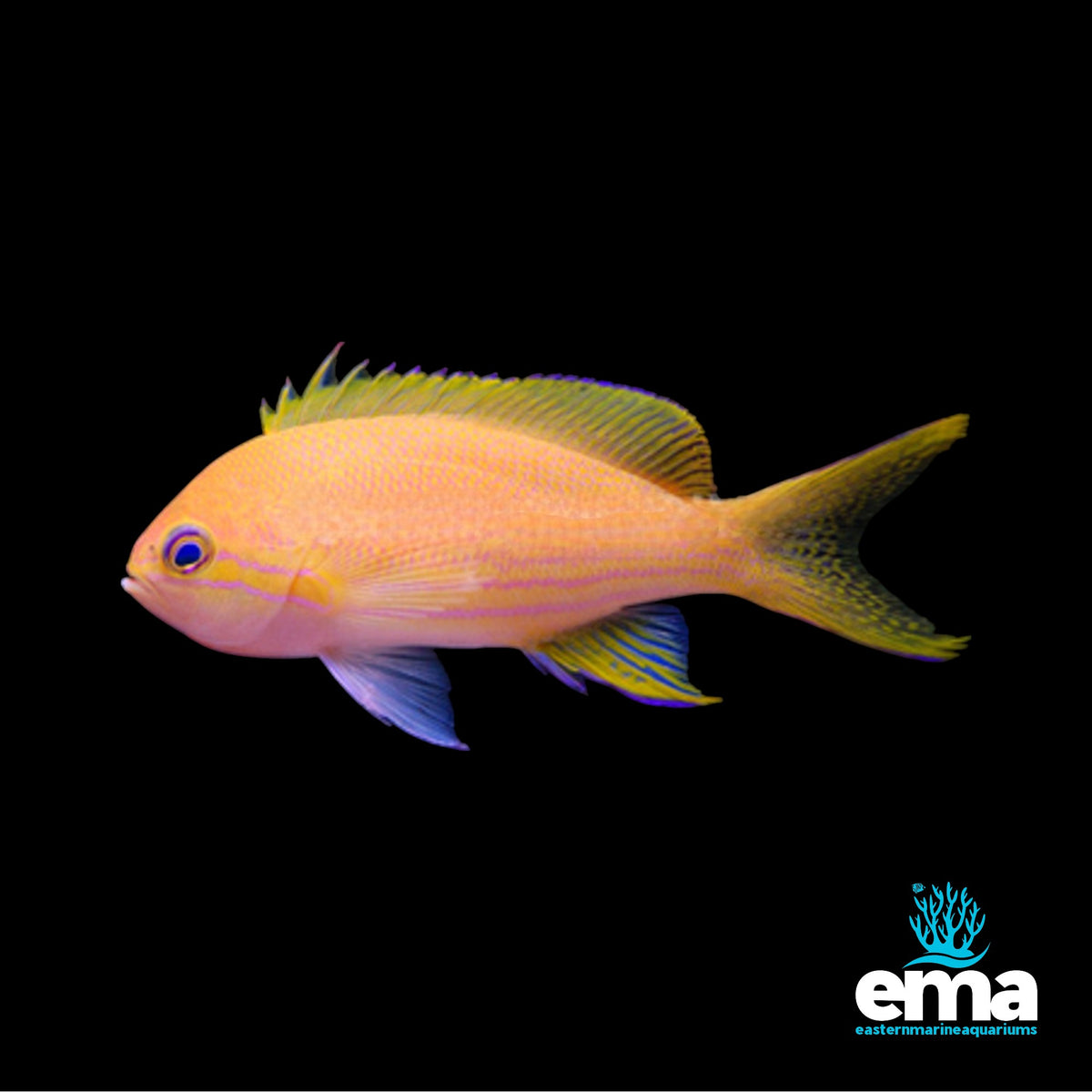Squareback Anthias (Female) – EasternMarine Aquariums