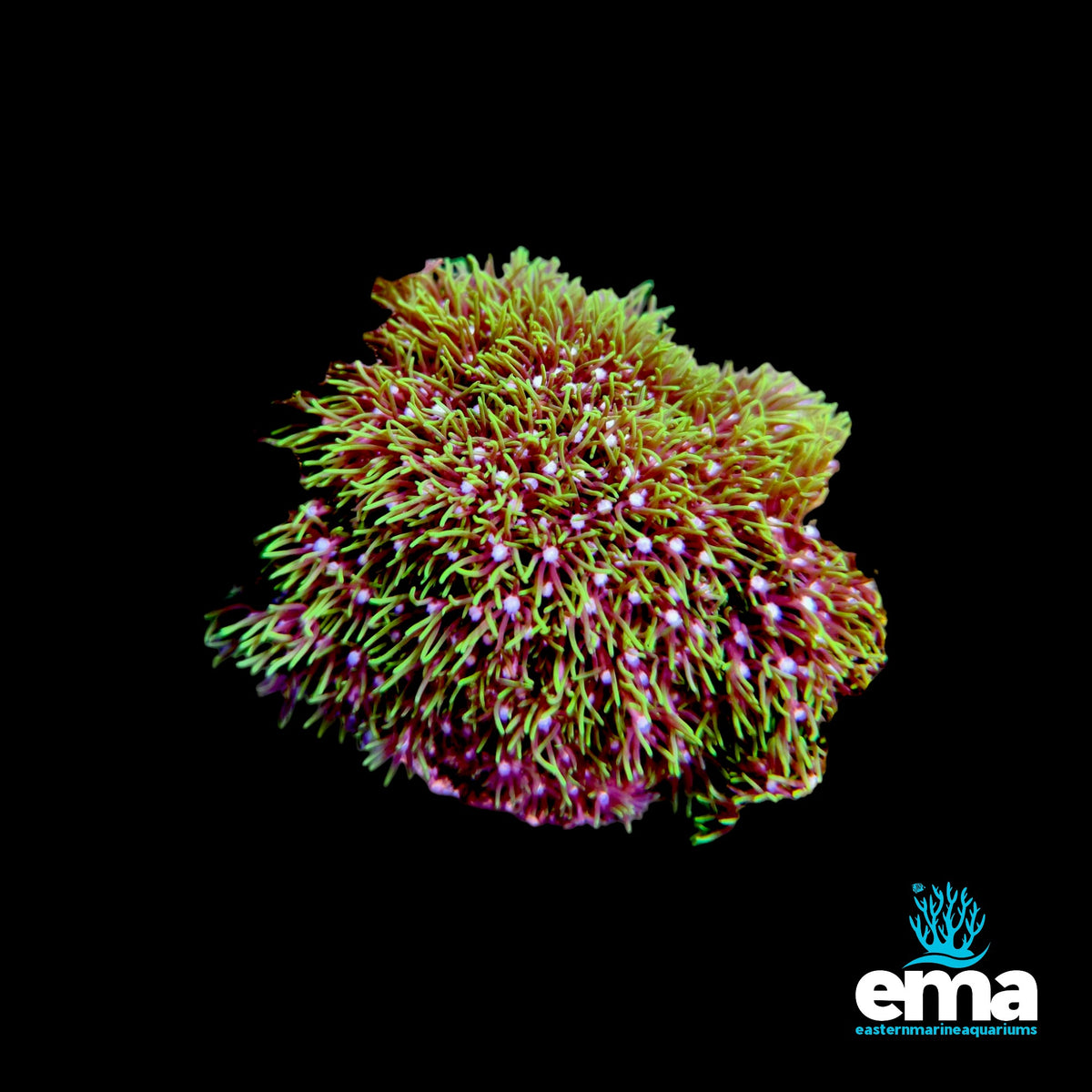 Mint Green Green Star Polyp Colony – EasternMarine Aquariums