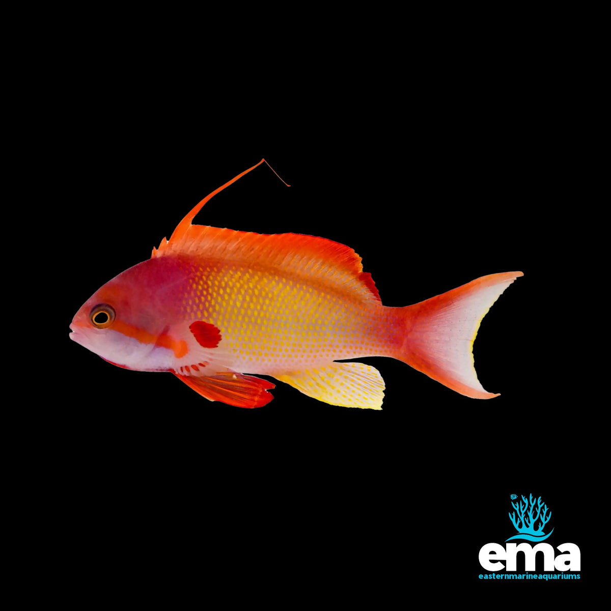 Lyretail Anthias (Male) – EasternMarine Aquariums