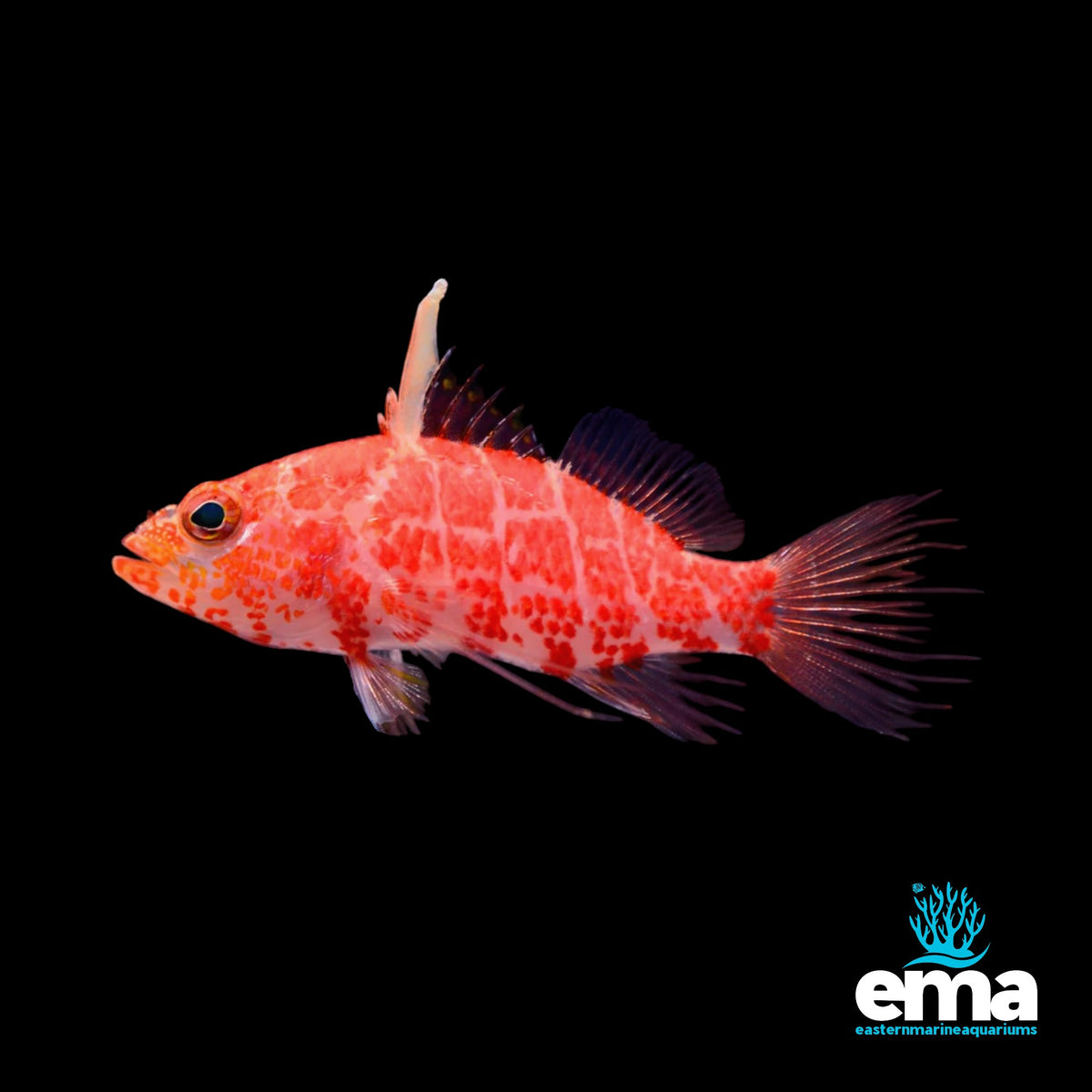 Geometric Pygmy Hawkfish – EasternMarine Aquariums