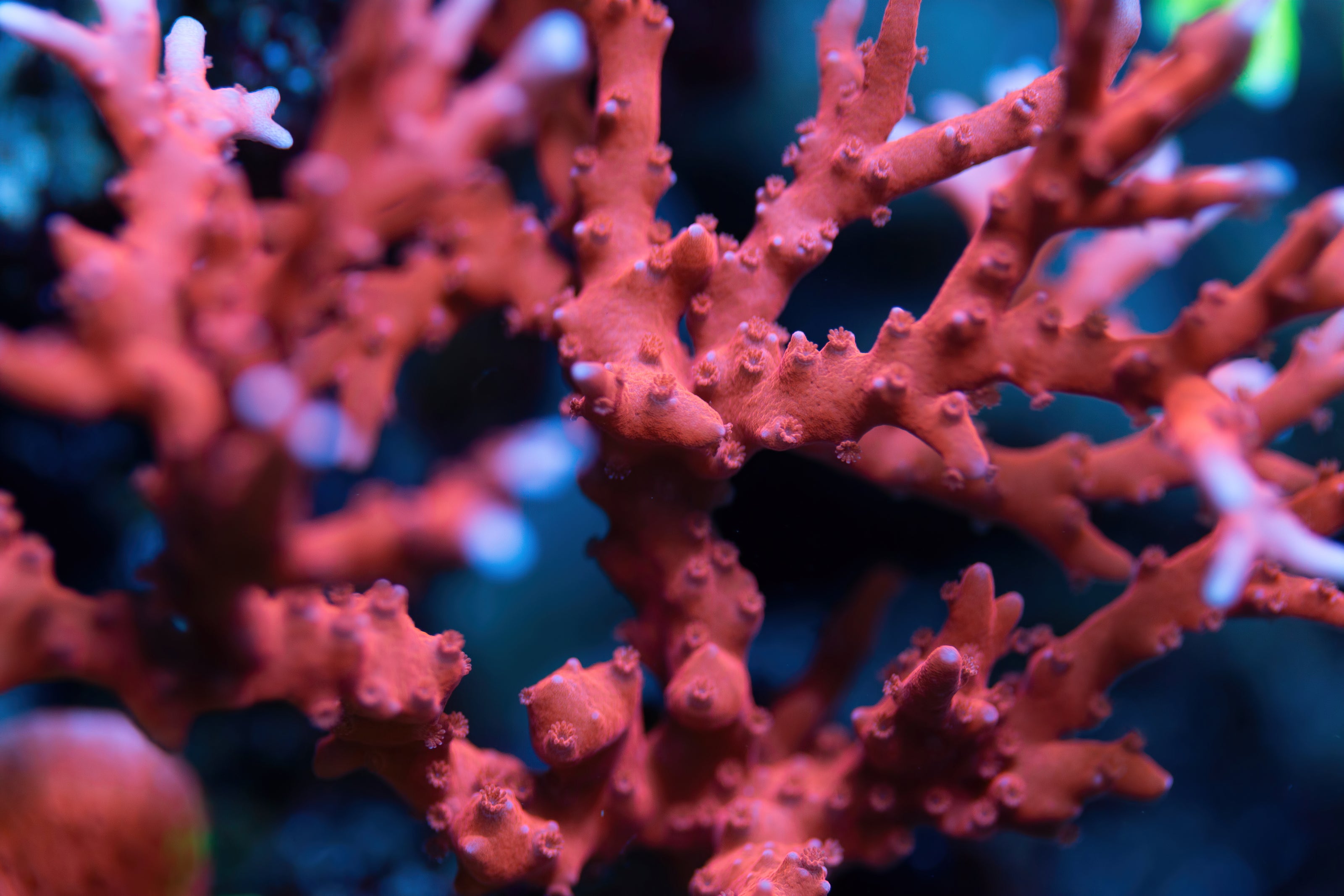 EasternMarine Aquariums | NZ's #1 Marine Fish & Coral Store