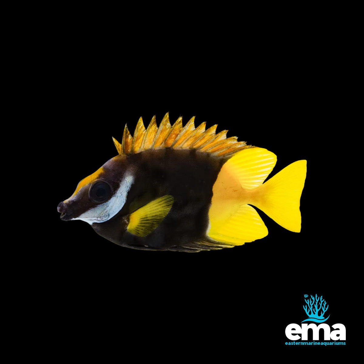 Fiji Foxface – EasternMarine Aquariums