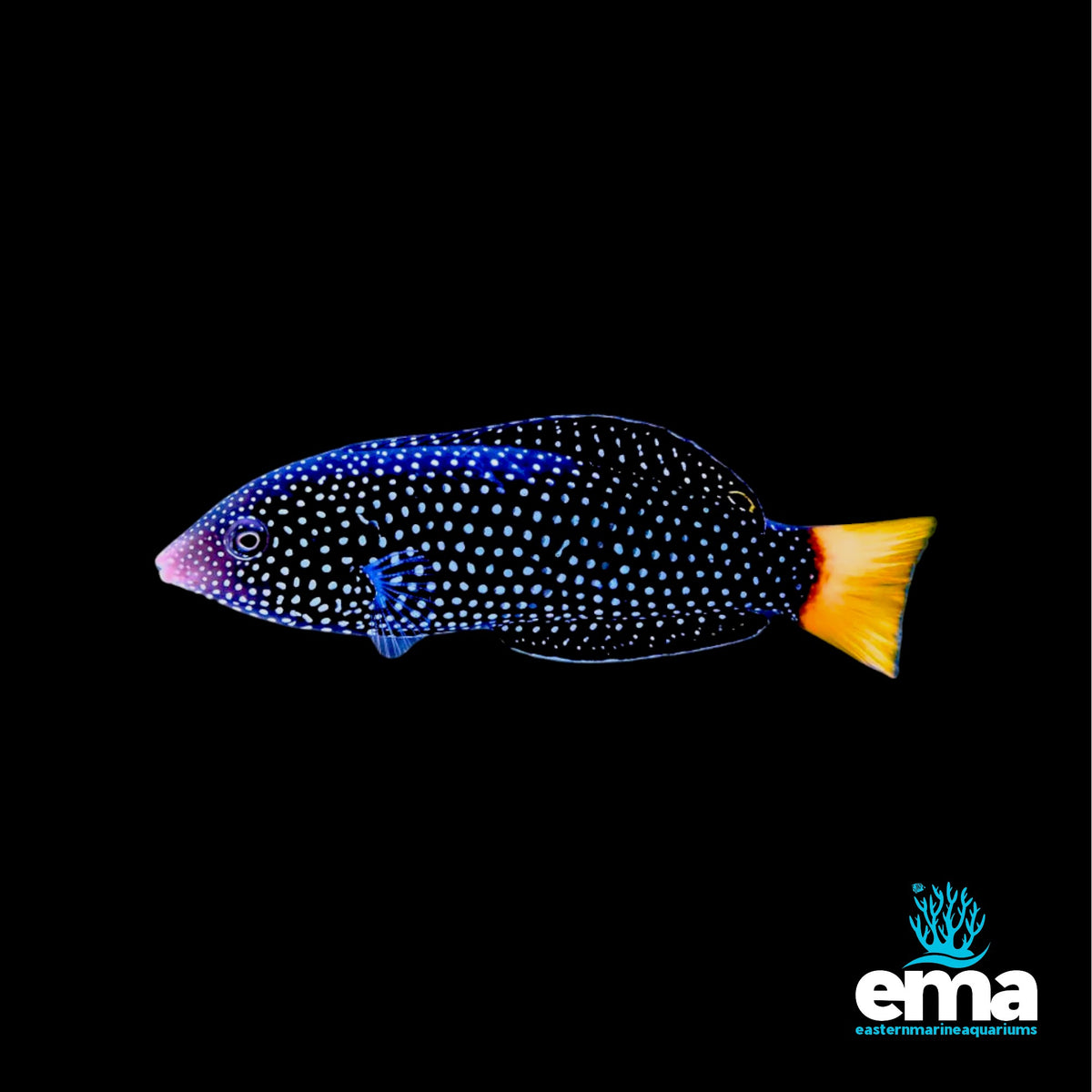 Yellow Tail Tamarin Wrasse – EasternMarine Aquariums