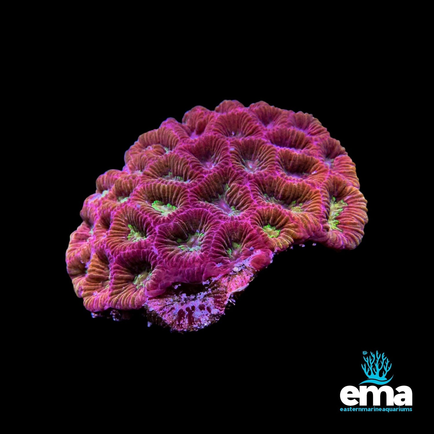 Green/Gold & Green Mouth Favities – EasternMarine Aquariums