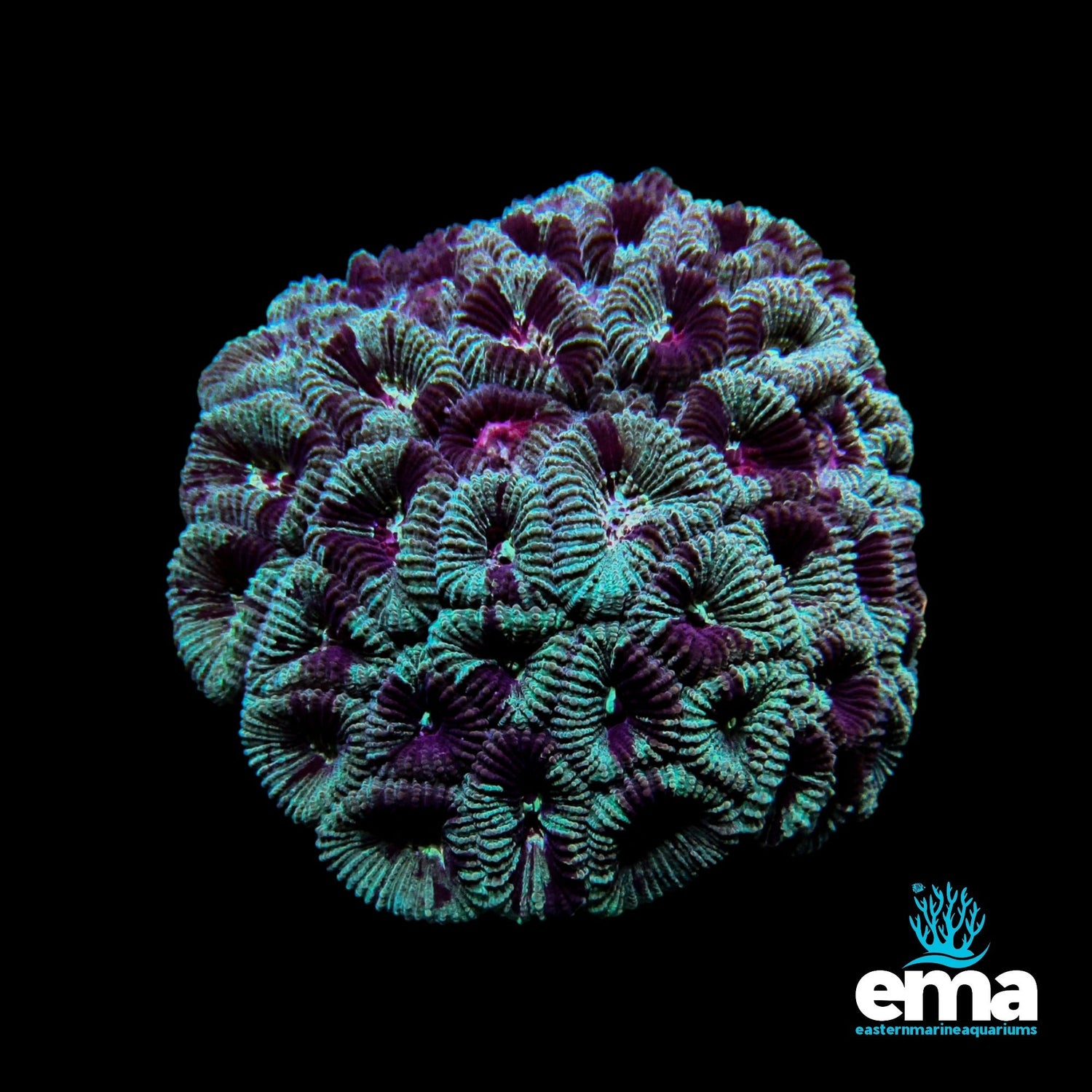 Favia – EasternMarine Aquariums
