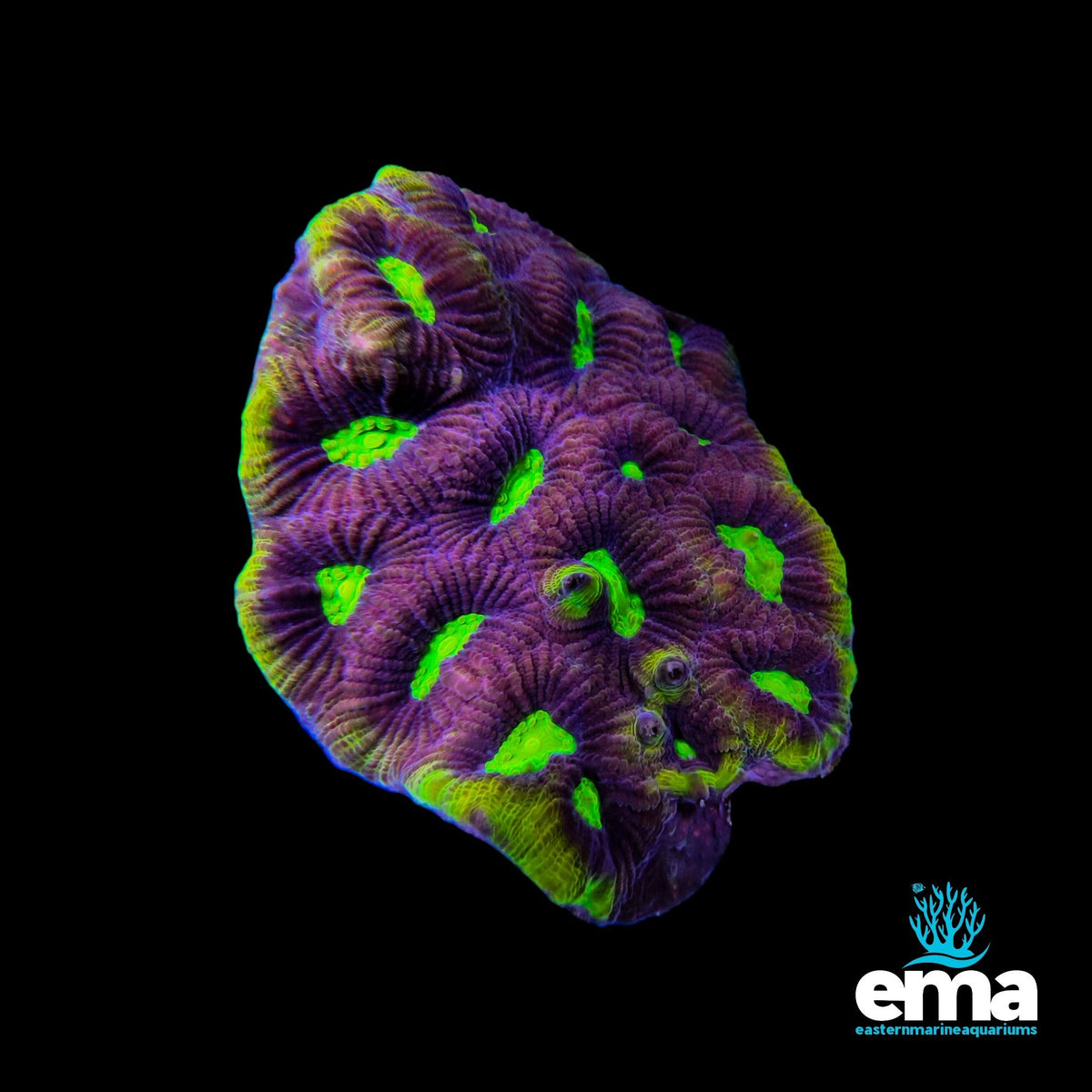 Dragon Soul Favia – EasternMarine Aquariums