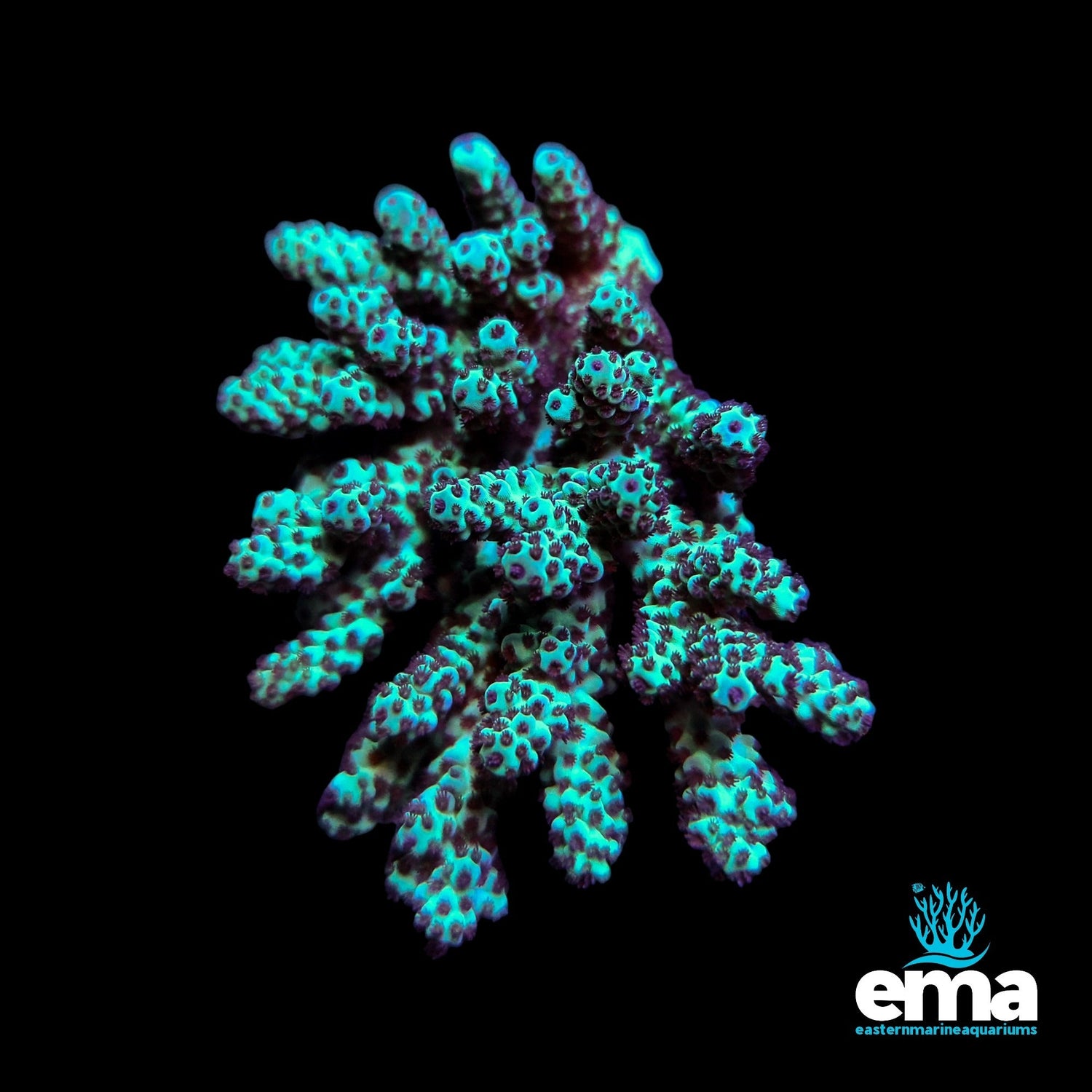 Acropora Coral - Teal/Purple – EasternMarine Aquariums