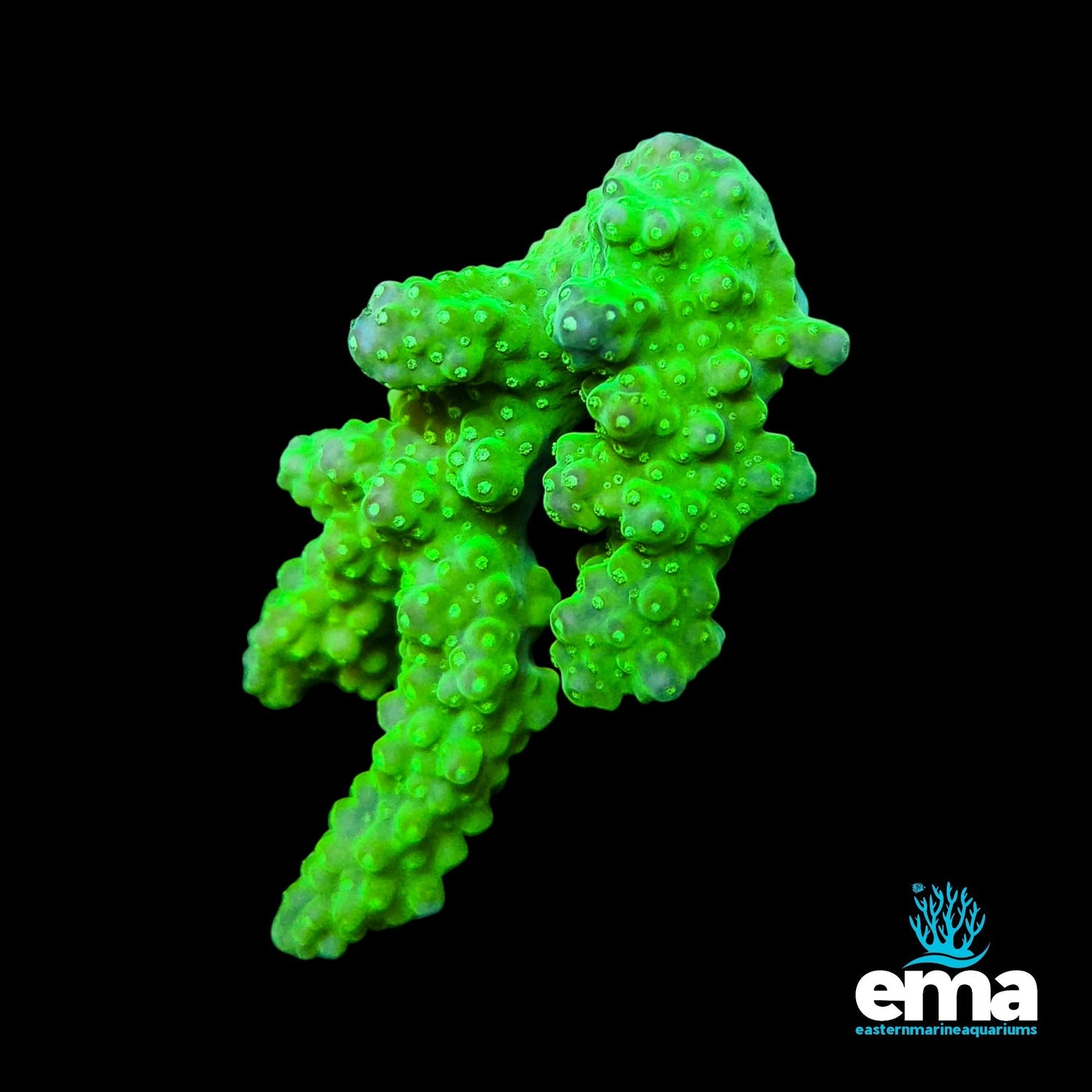 Acropora Coral - Green/Teal – EasternMarine Aquariums