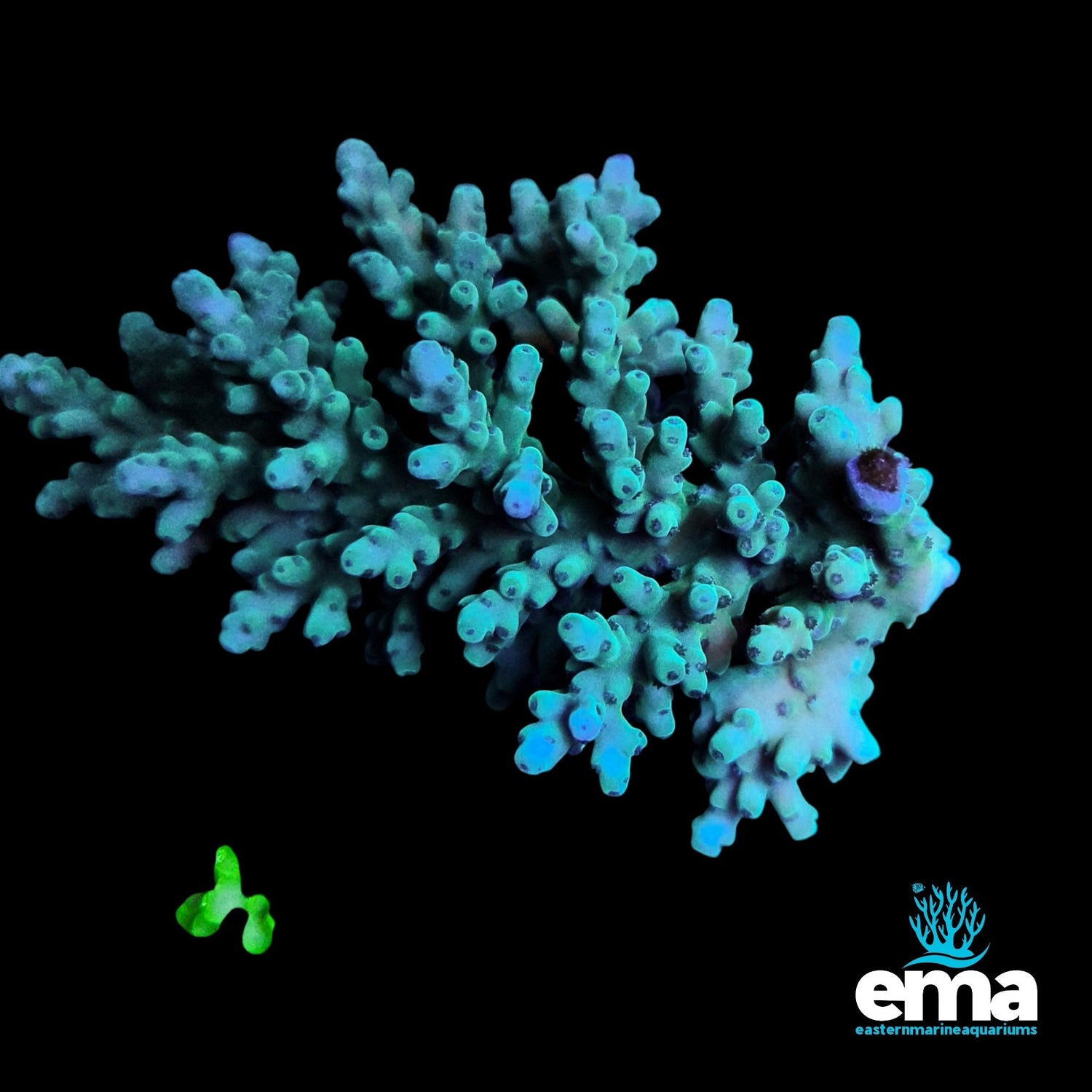 Acropora Coral - Teal/Blue – EasternMarine Aquariums