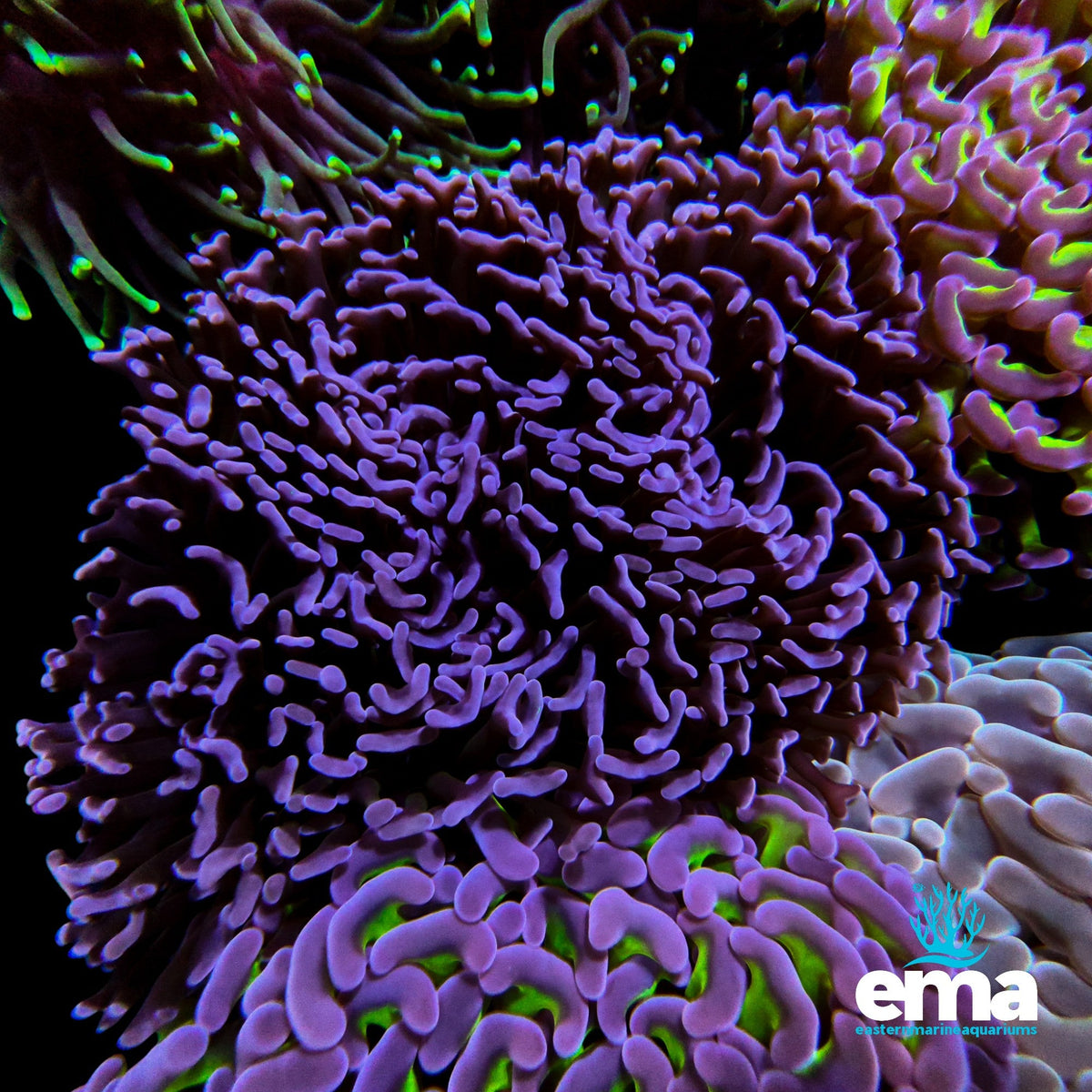 Purple Hammer Coral L – EasternMarine Aquariums