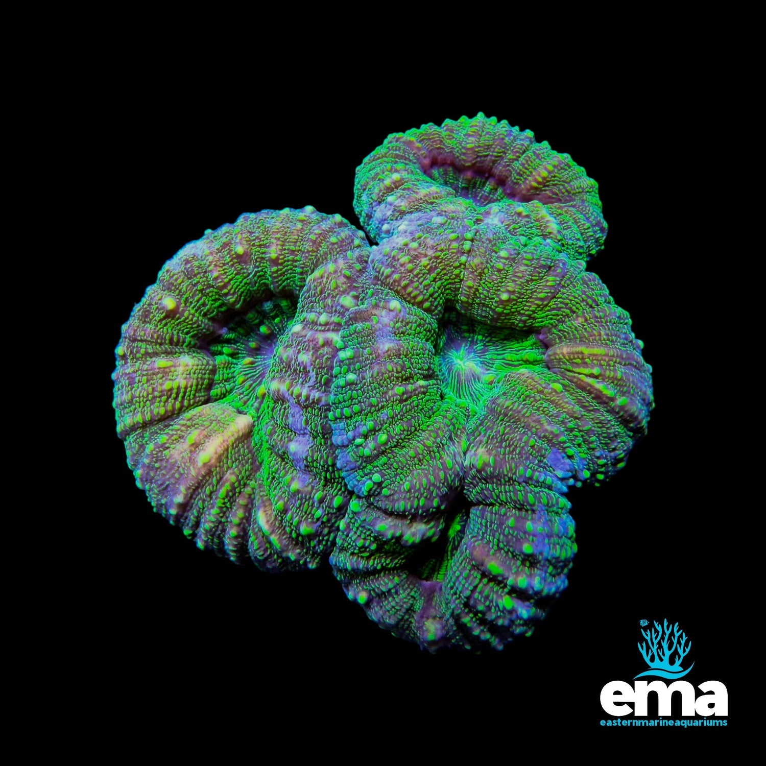 Lobophyllia Brain Coral – Green & Teal – EasternMarine Aquariums