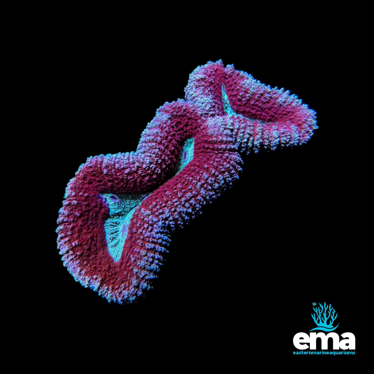 Lobophyllia Brain Coral – Pink & Teal – EasternMarine Aquariums