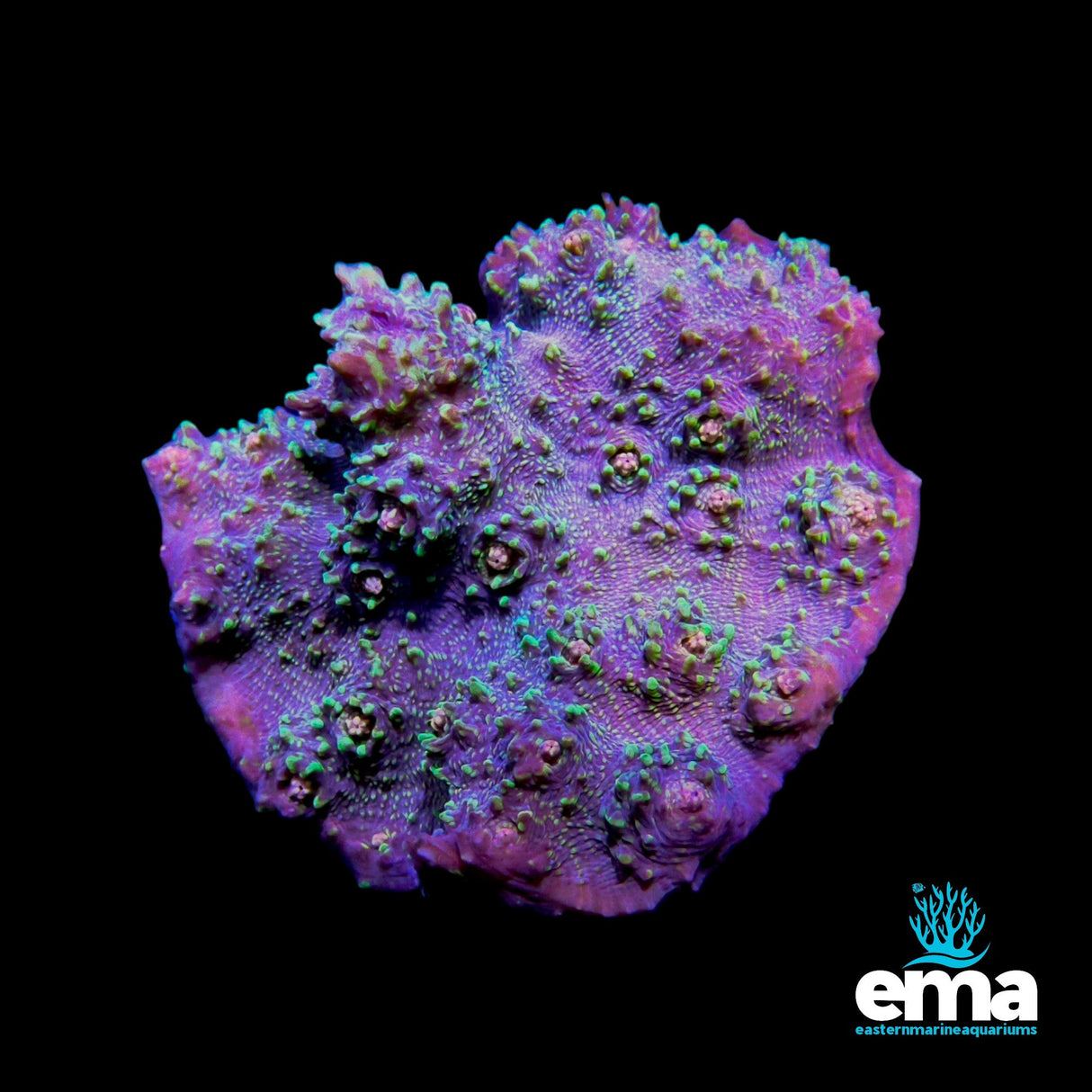 Chalice Coral – Purple & Blue – EasternMarine Aquariums
