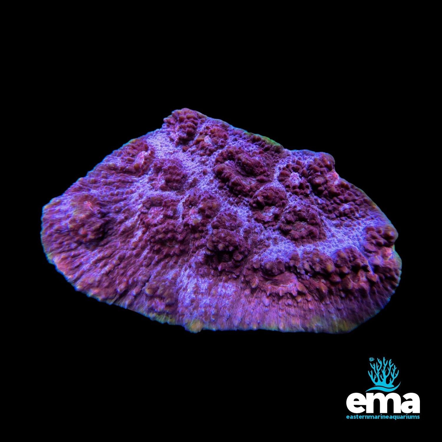 Chalice Coral – Purple & Blue – EasternMarine Aquariums