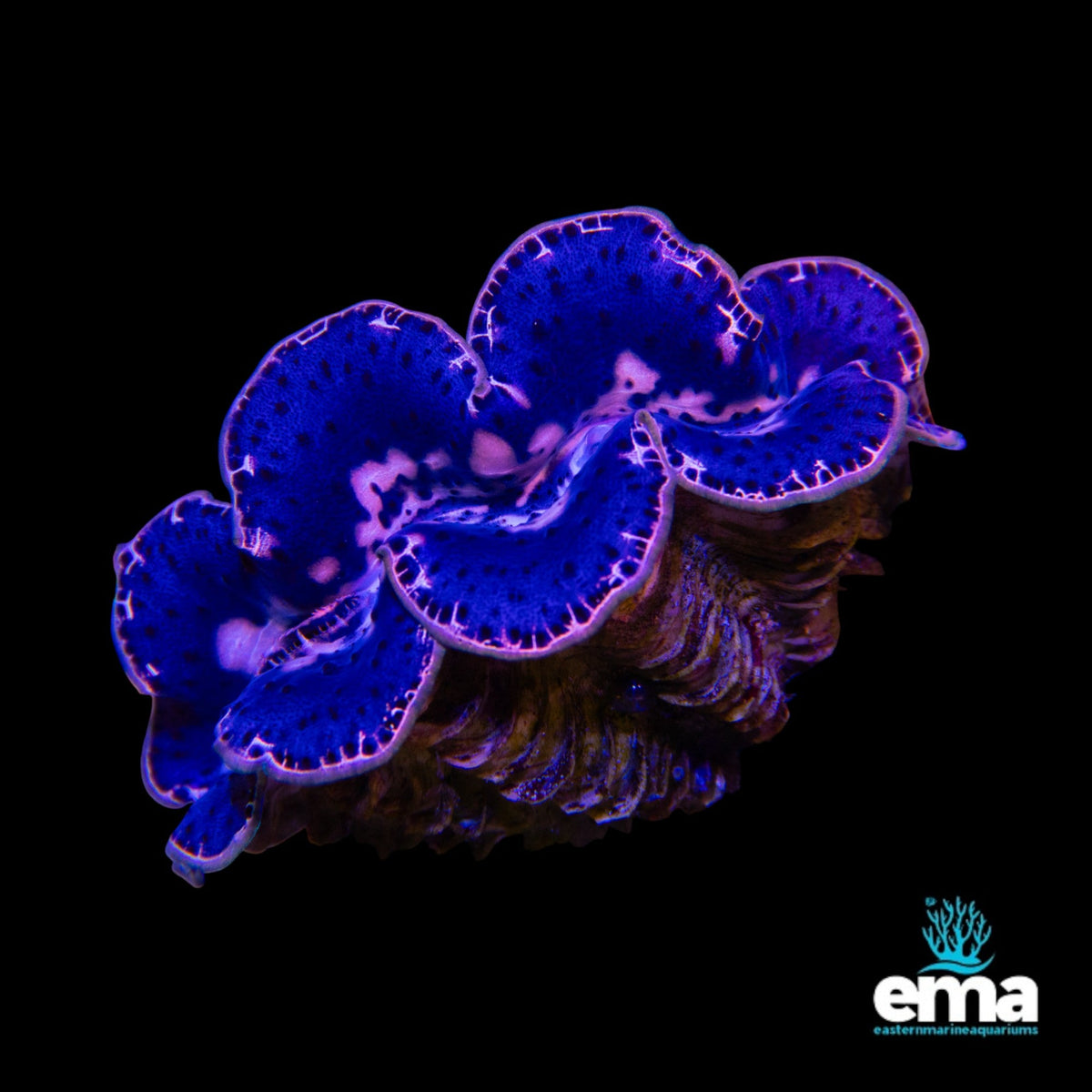 Tridacna Maxima Clam – EasternMarine Aquariums