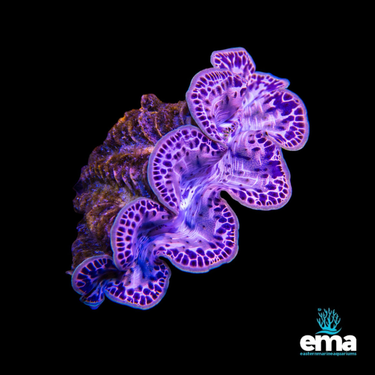 Tridacna Maxima Clam – EasternMarine Aquariums