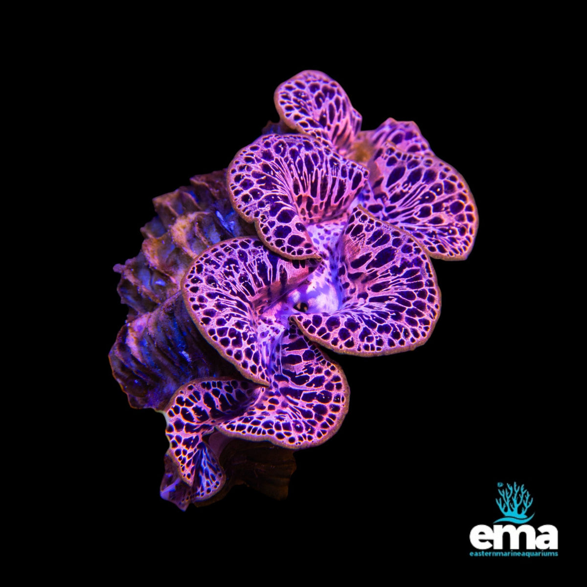 Tridacna Maxima Clam – EasternMarine Aquariums