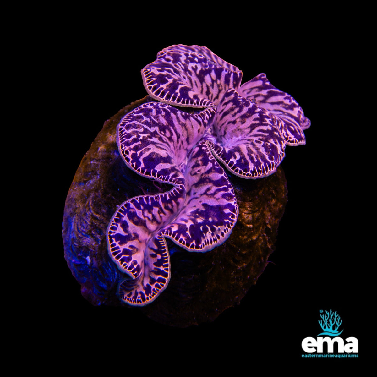 Tridacna Maxima Clam - Large – EasternMarine Aquariums