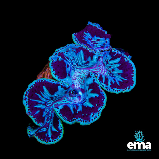 Tridacna Maxima Clam – EasternMarine Aquariums