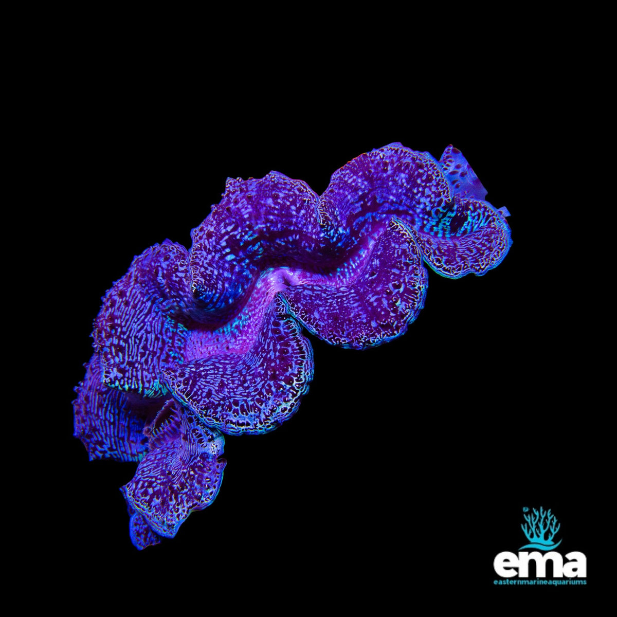 Tridacna Maxima Clam – EasternMarine Aquariums