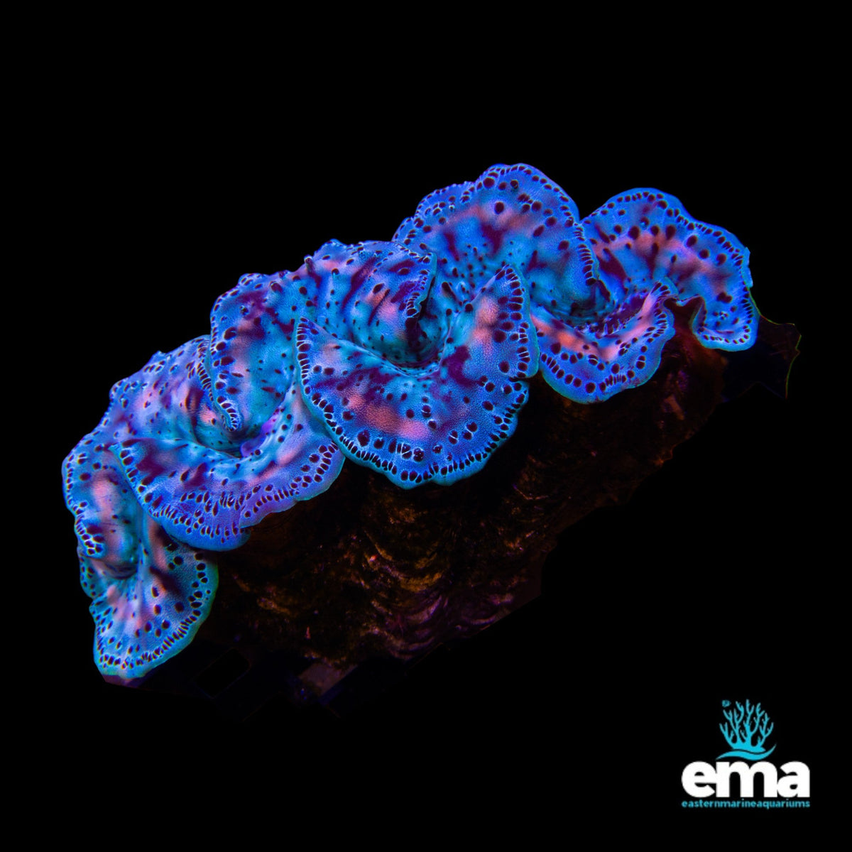 Tridacna Maxima Clam - Large – EasternMarine Aquariums