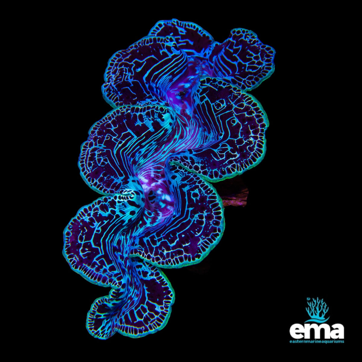 Tridacna Maxima Clam - Large – EasternMarine Aquariums
