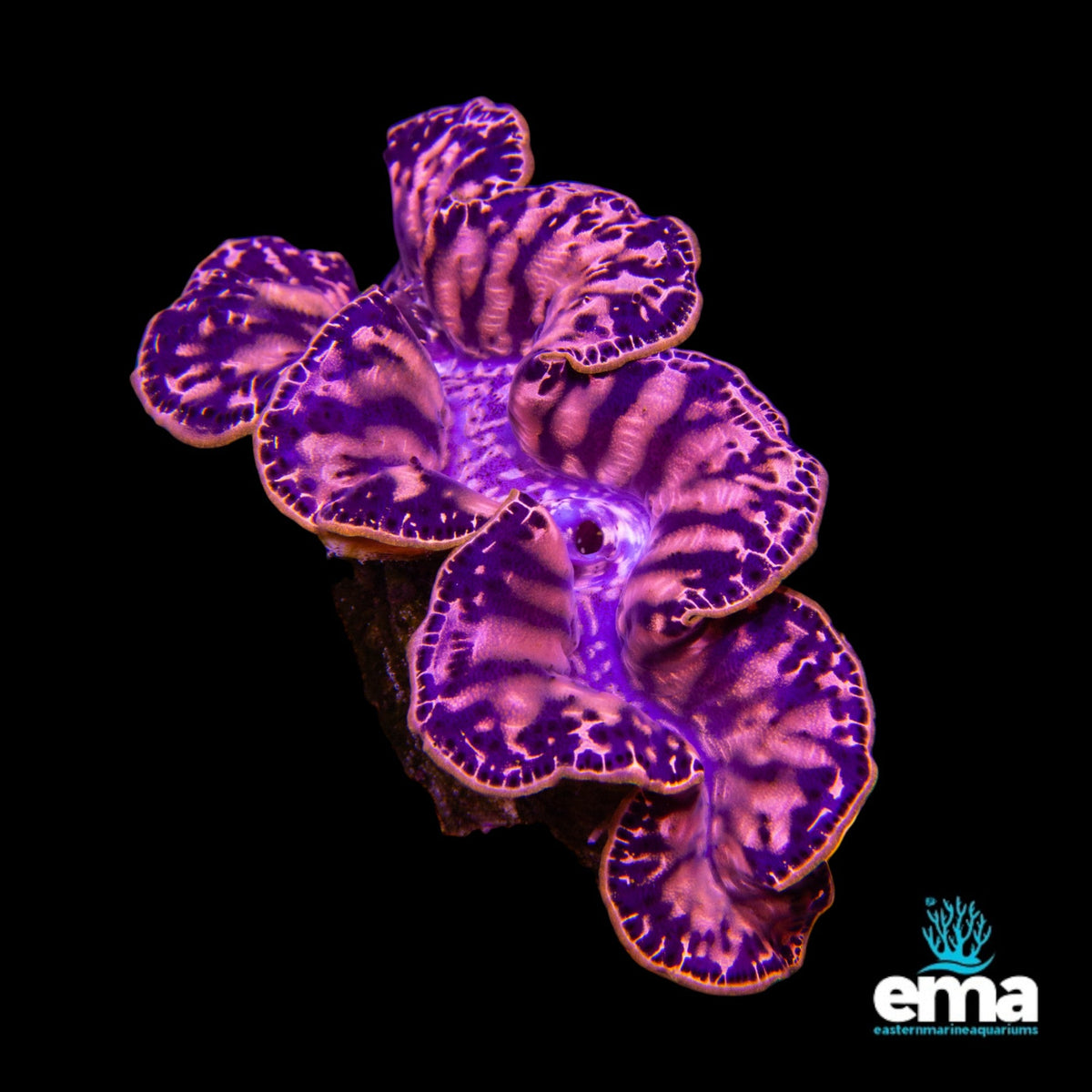 Tridacna Maxima Clam - Large – EasternMarine Aquariums