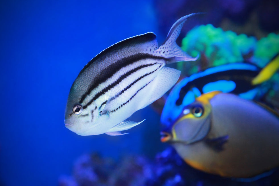EasternMarine Aquariums