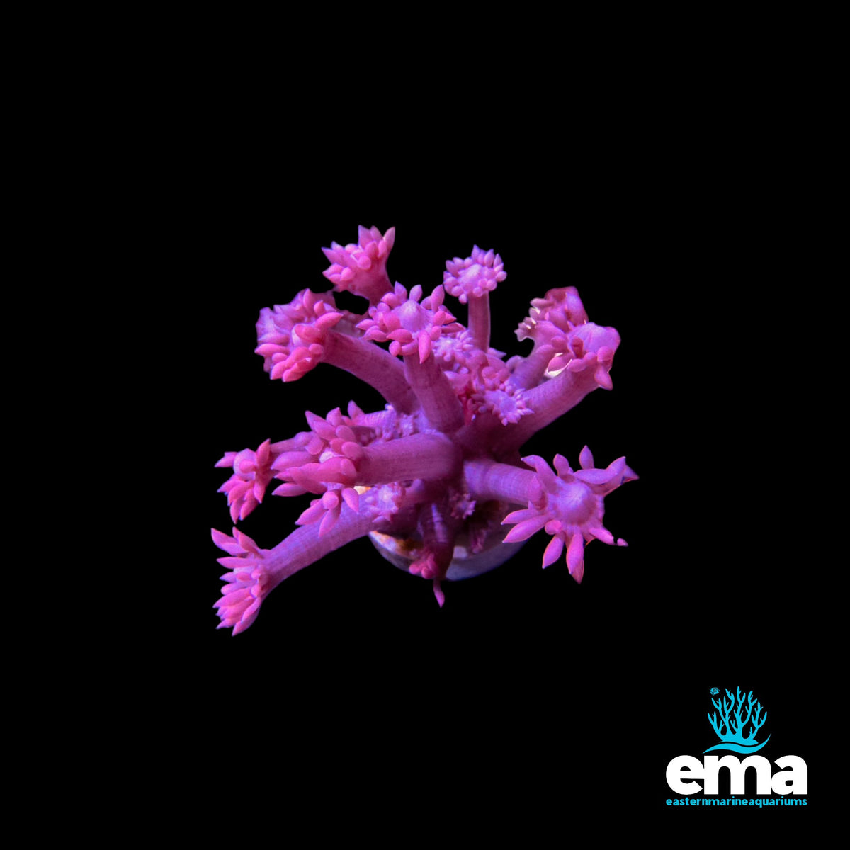 Pink Goniopora Fragment – EasternMarine Aquariums