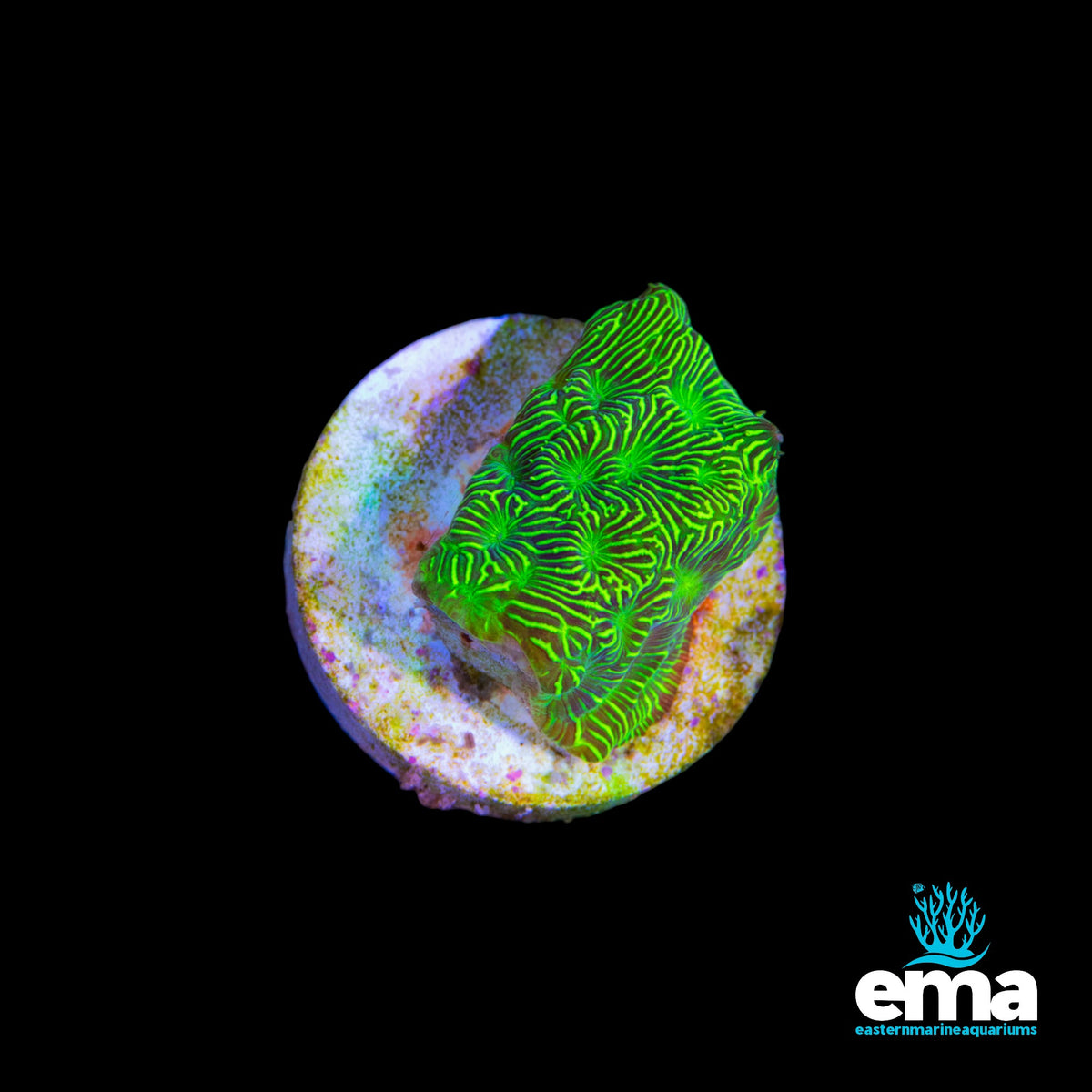 Toxic Green Lepto Frag – EasternMarine Aquariums