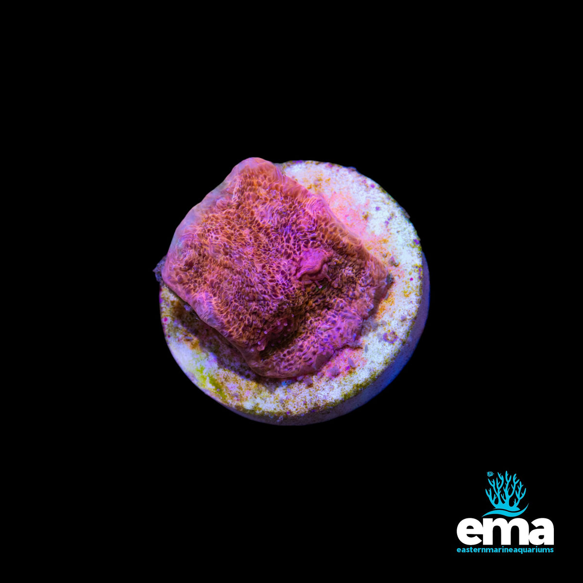 Toxic Orange Lepto Frag – EasternMarine Aquariums