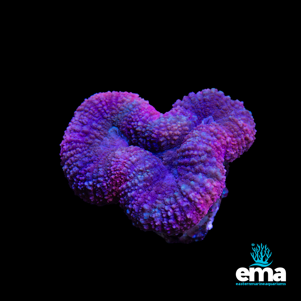 Purple & Pink Lobophyllia – EasternMarine Aquariums
