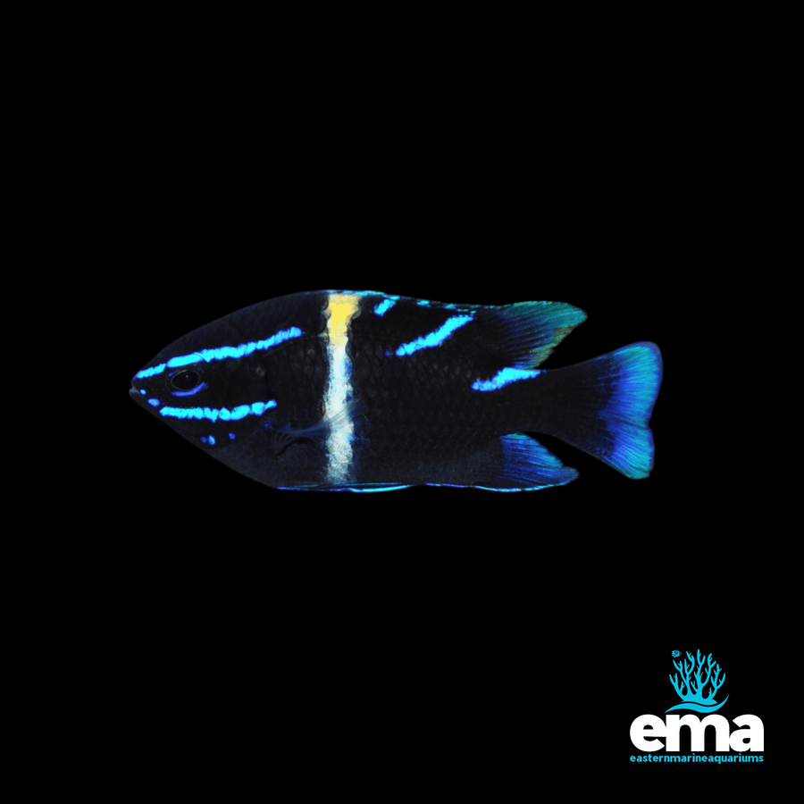 Blue Velvet Damselfish – EasternMarine Aquariums