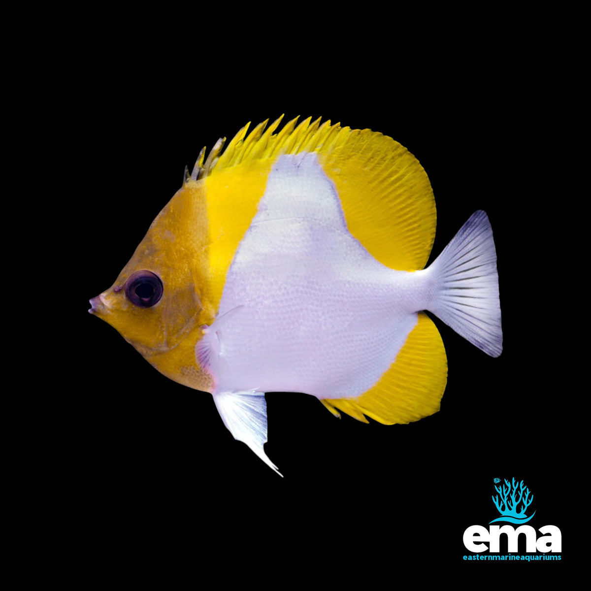 Yellow Pyramid Butterflyfish – EasternMarine Aquariums