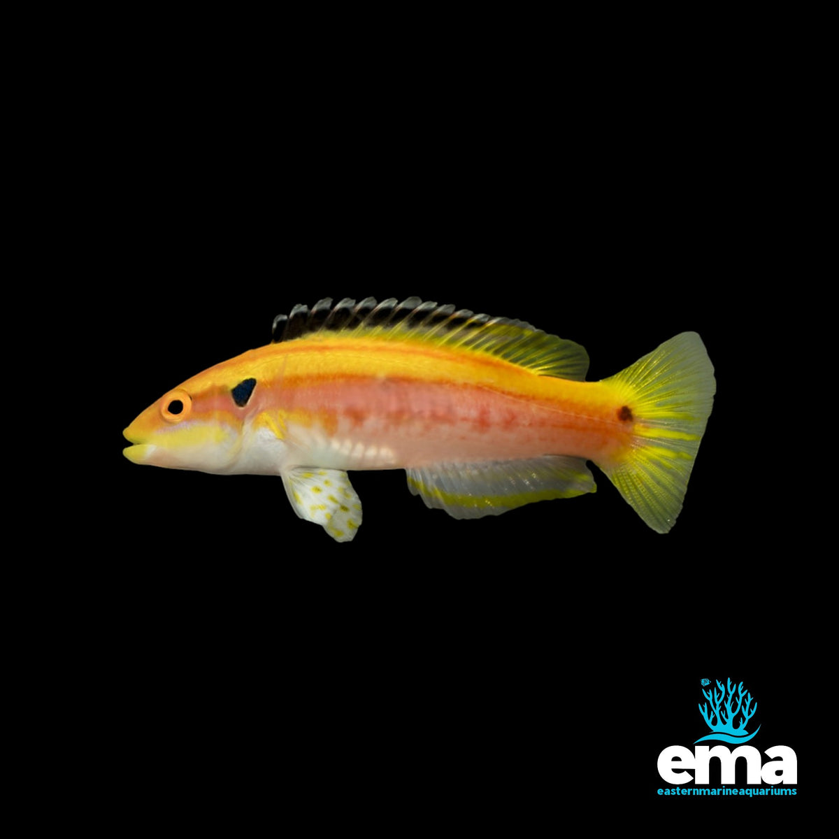 Yellow Candy Hogfish – EasternMarine Aquariums