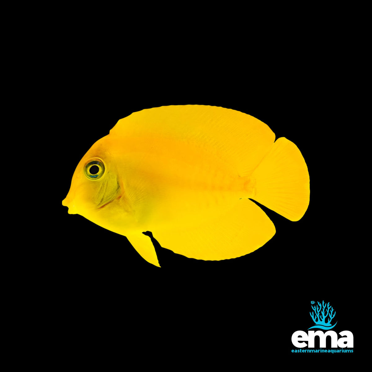 Mimic Tang Juvenile | EasternMarine Aquariums